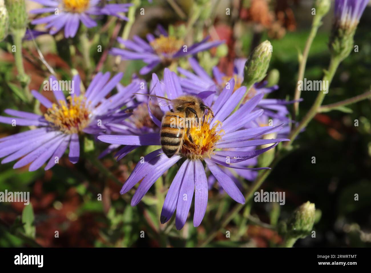 Abeille domestique apis mellifera hi-res stock photography and images ...