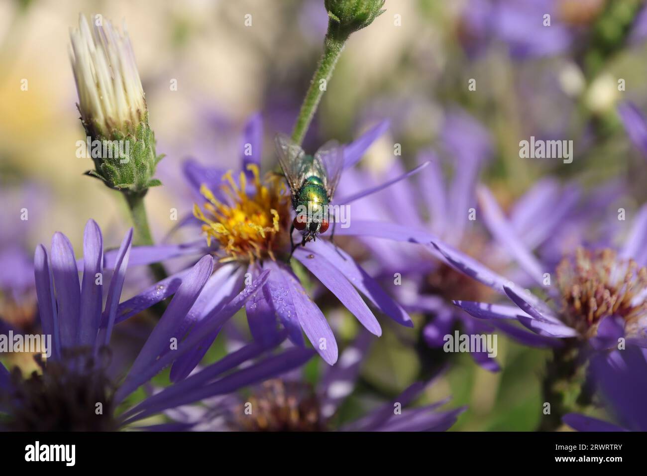 Macro lucilia sp hi-res stock photography and images - Alamy