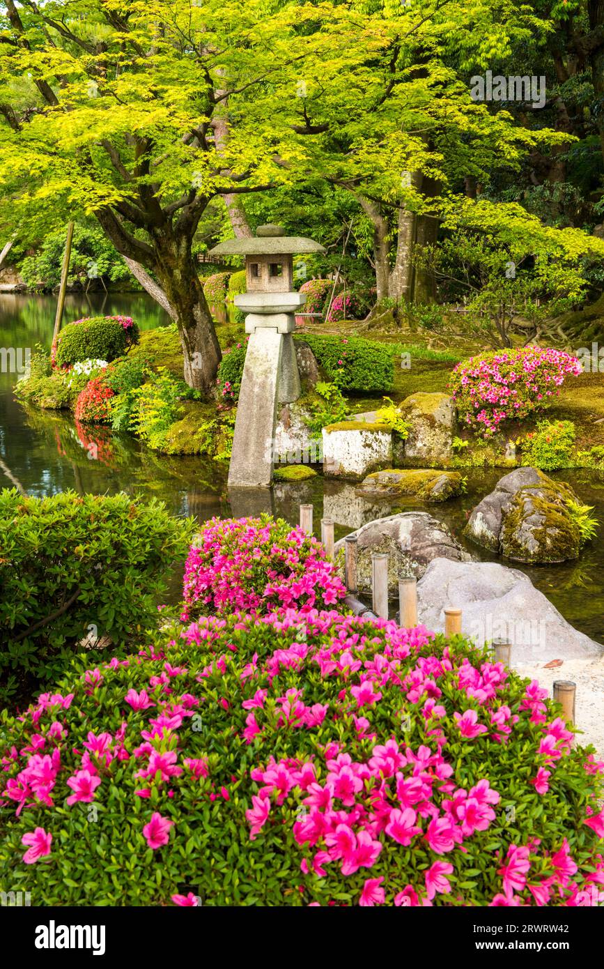 Satsuki in bloom at Kenrokuen Garden Stock Photo - Alamy