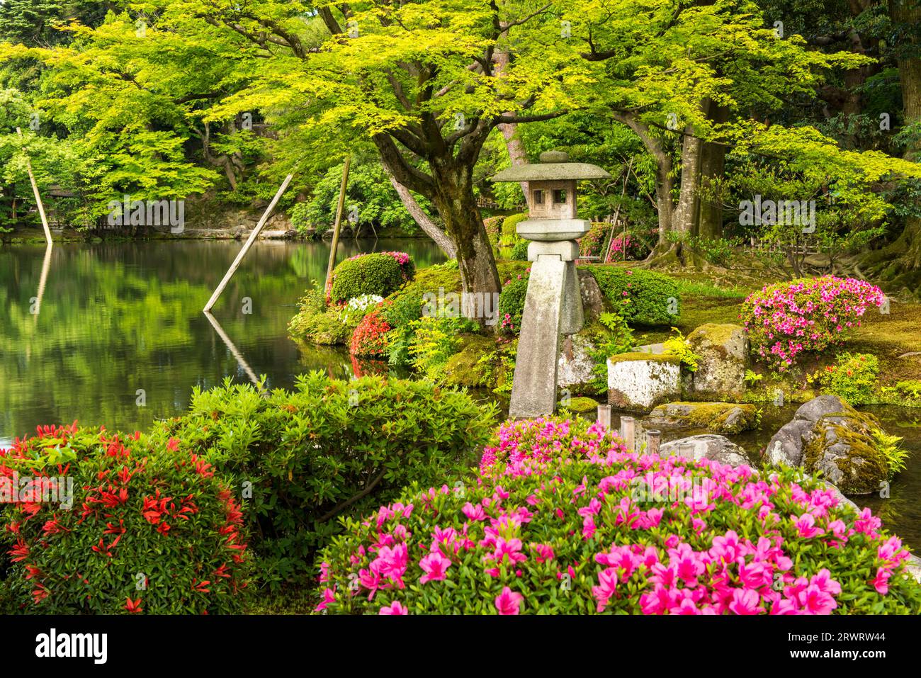 Satsuki in bloom at Kenrokuen Garden Stock Photo - Alamy