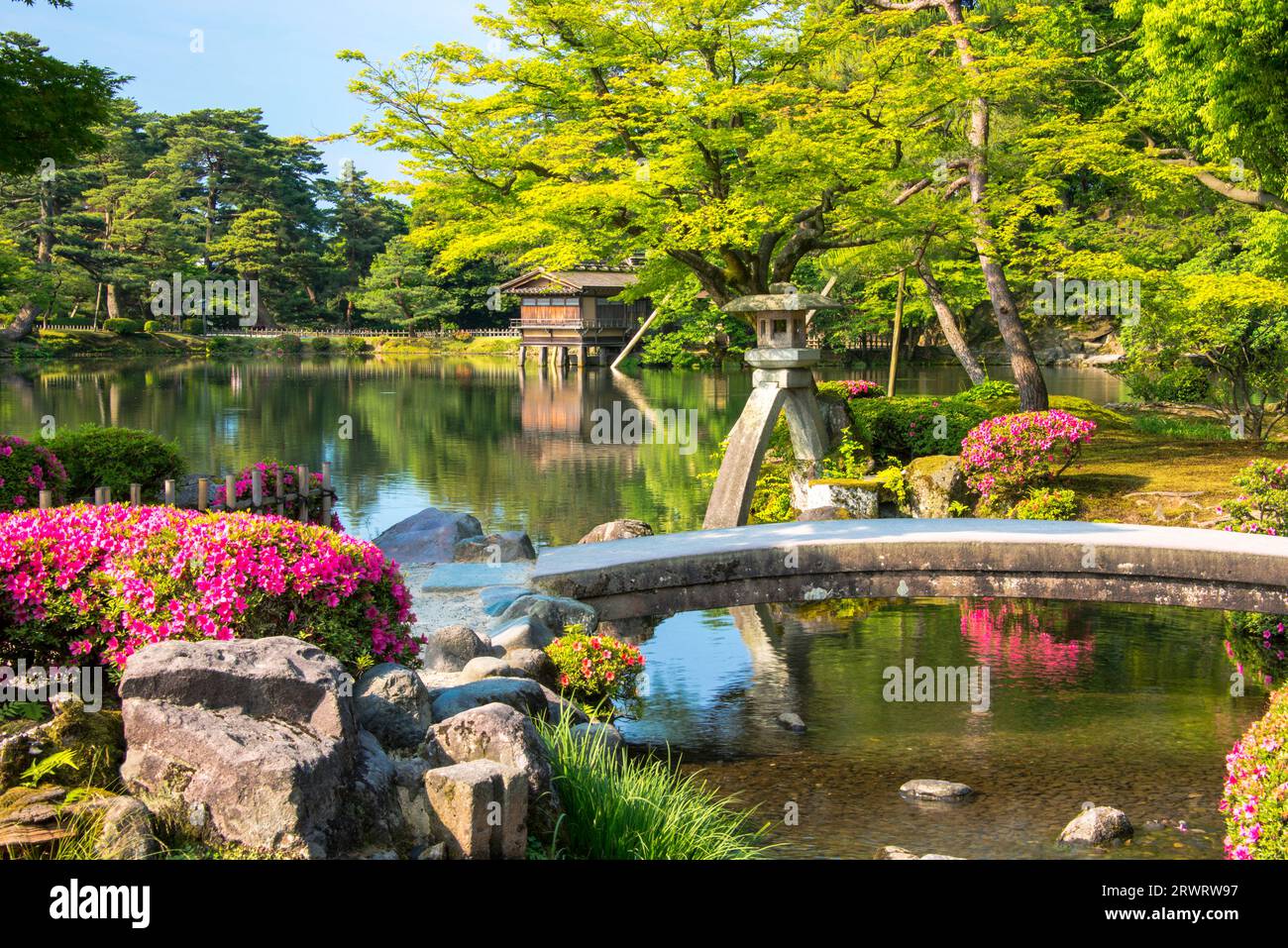 Satsuki in bloom at Kenrokuen Garden Stock Photo - Alamy