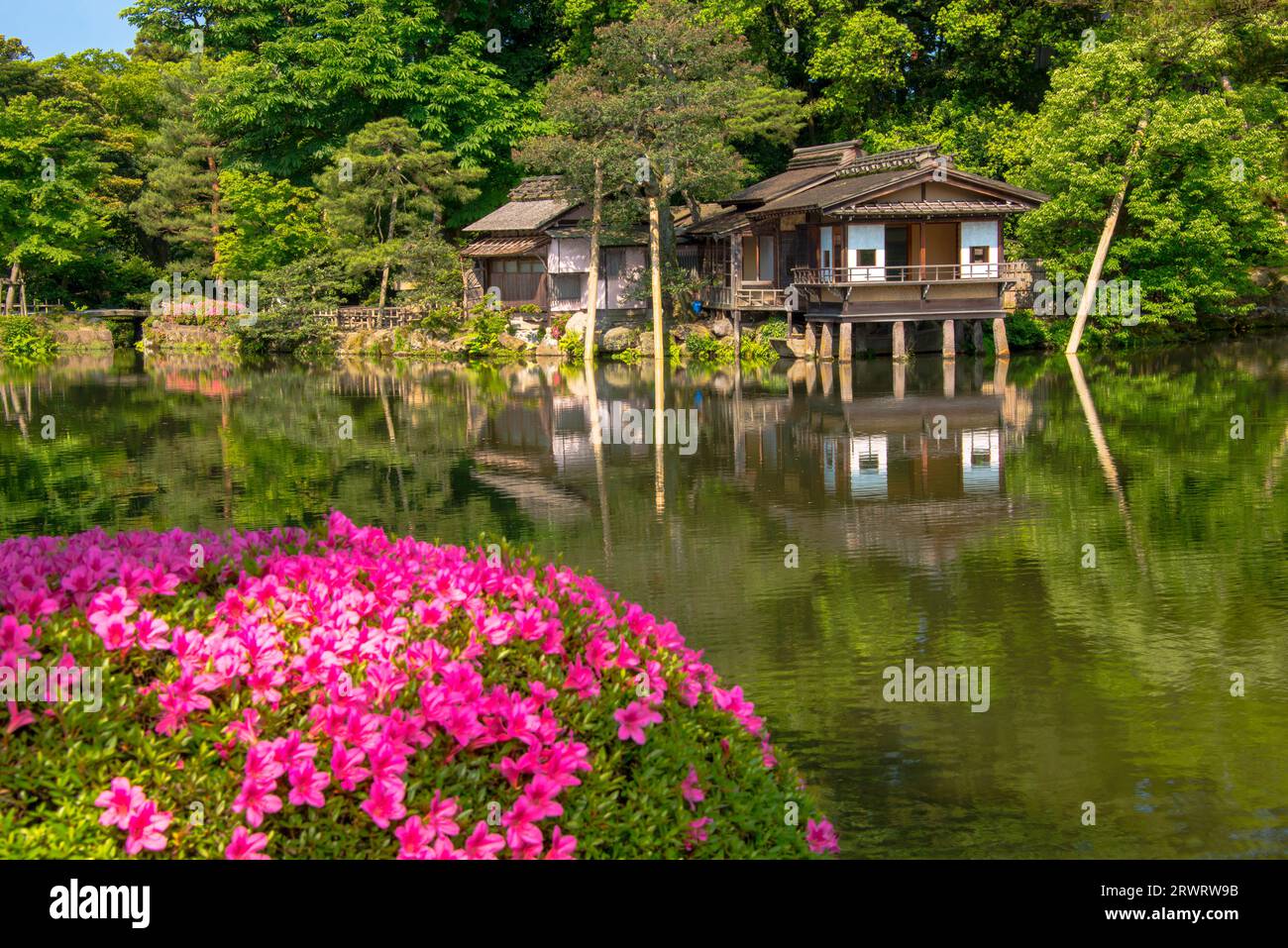 Satsuki in bloom at Kenrokuen Garden Stock Photo - Alamy