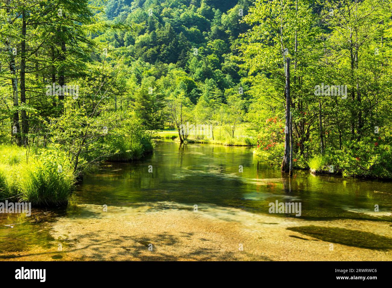 Tashiro Pond with Renge azalea in bloom Stock Photo - Alamy