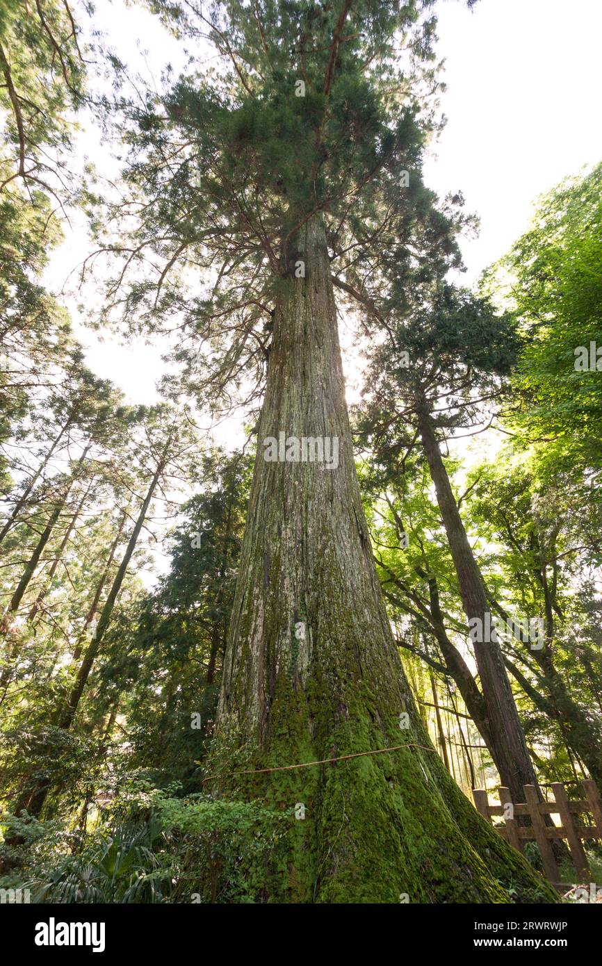 Suyama hi-res stock photography and images - Alamy