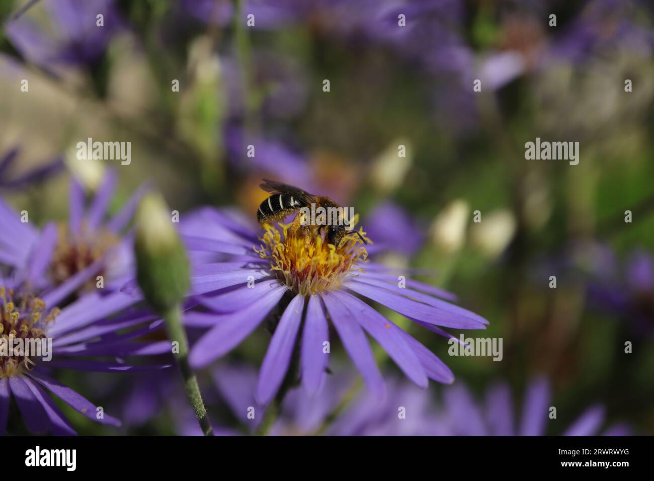 Halictus rubicundus hi-res stock photography and images - Alamy
