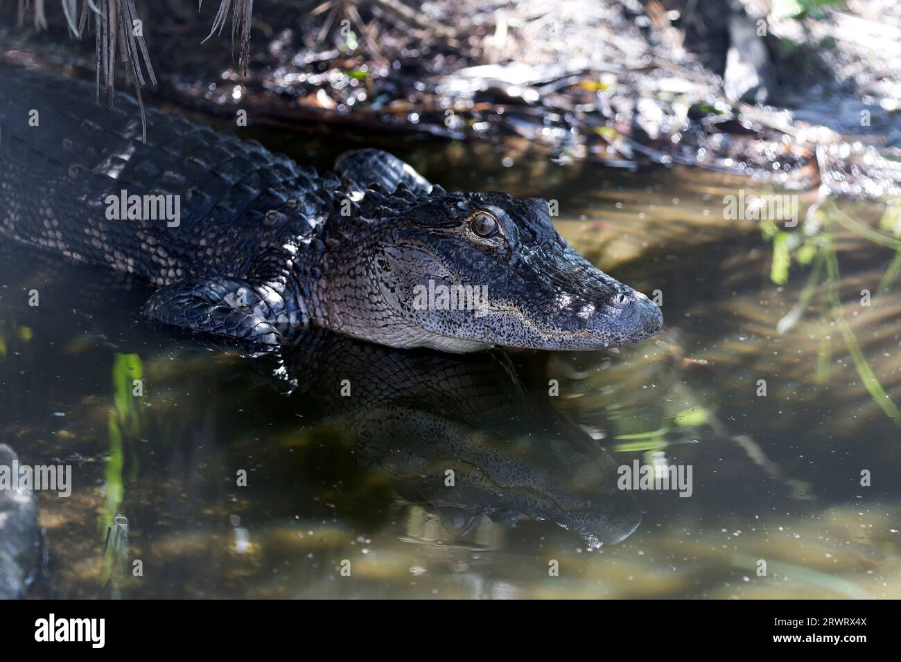 Crocodile in wild hi-res stock photography and images - Alamy