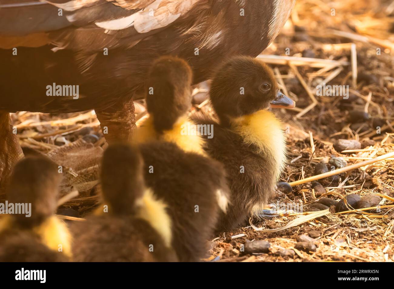 Closeup baby ducks hi-res stock photography and images - Alamy