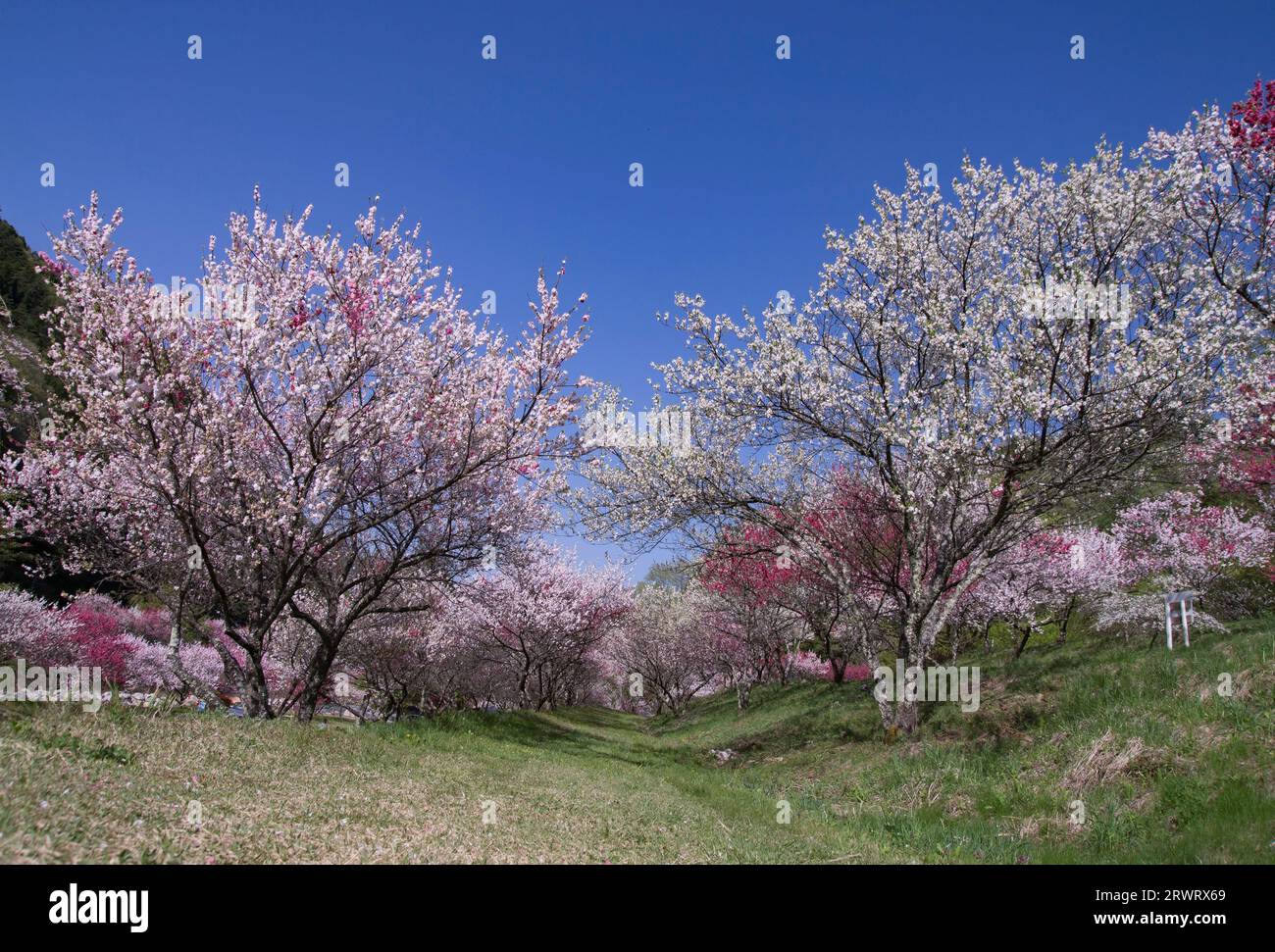 Achi Village, Gekkawa Hot Spring, and Hanamomo no Sato Stock Photo - Alamy