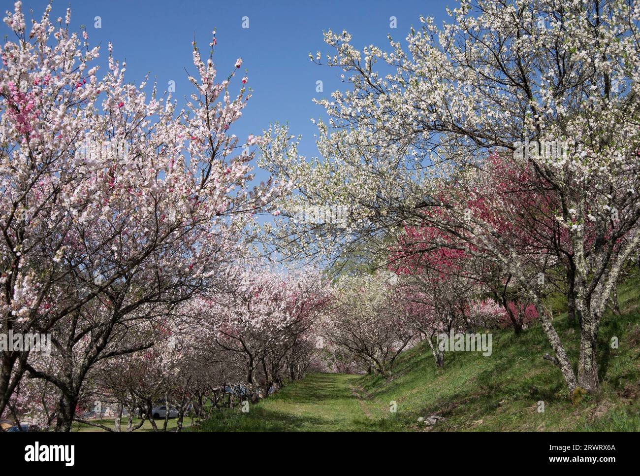 Achi Village, Gekkawa Hot Spring, and Hanamomo no Sato Stock Photo - Alamy