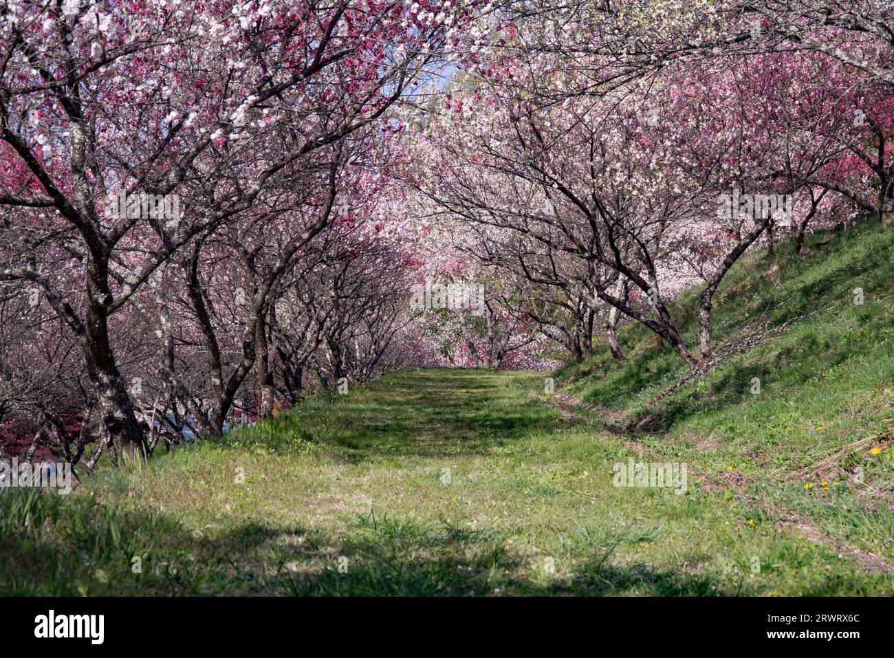 Achi Village, Gekkawa Hot Spring, and Hanamomo no Sato Stock Photo - Alamy