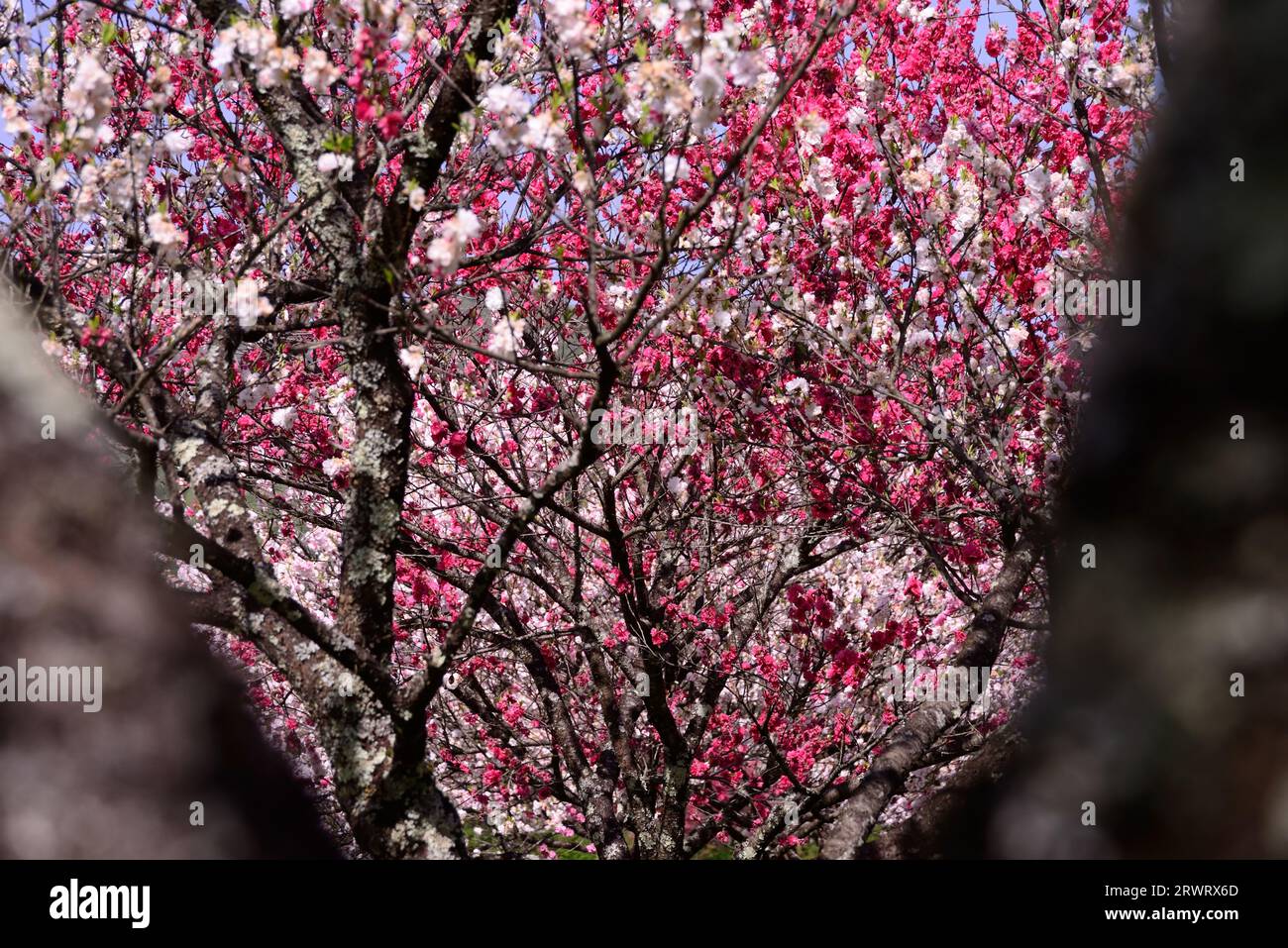 Achi Village, Gekkawa Hot Spring, and Hanamomo no Sato Stock Photo - Alamy