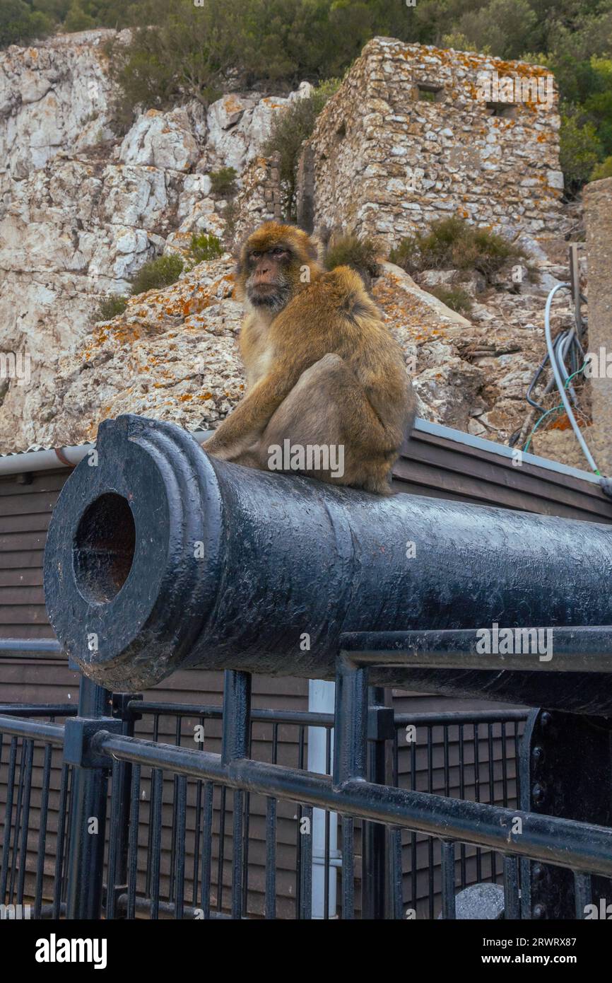 Portrait of barbary macaques. Gibraltar monkeys a major tourist ...