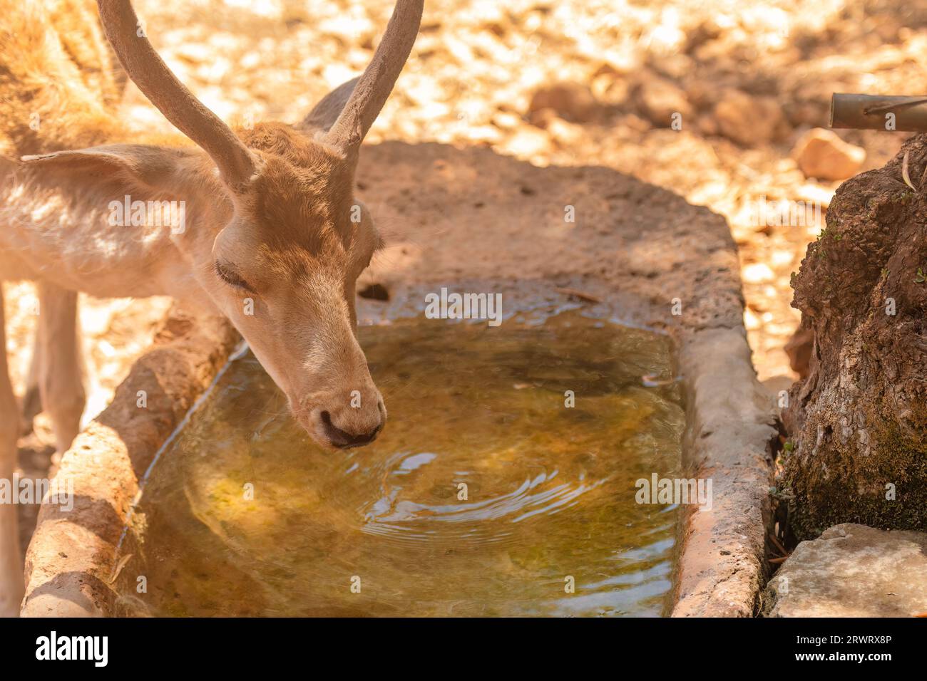 Deer drinking water hi-res stock photography and images - Alamy