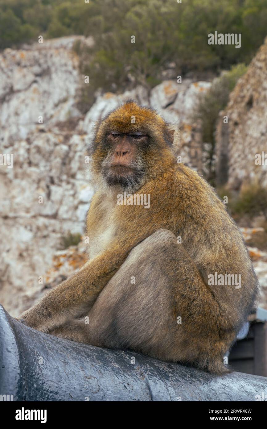 Portrait of barbary macaques. Gibraltar monkeys a major tourist ...