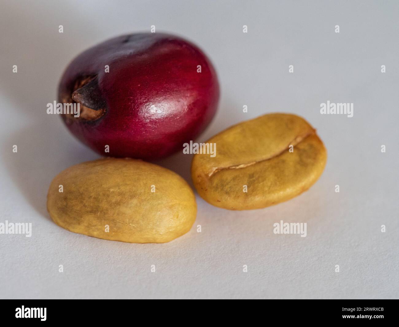 Ripe coffee berries inside hi-res stock photography and images - Alamy