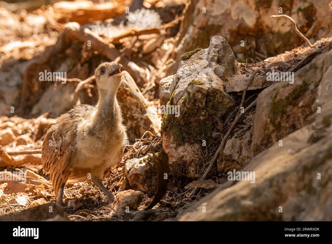 Baby peacock hi-res stock photography and images - Alamy