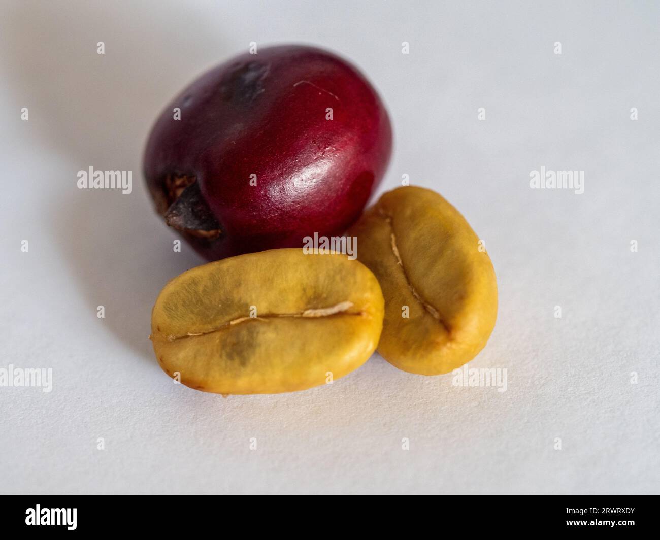 Ripe coffee berries inside hi-res stock photography and images - Alamy