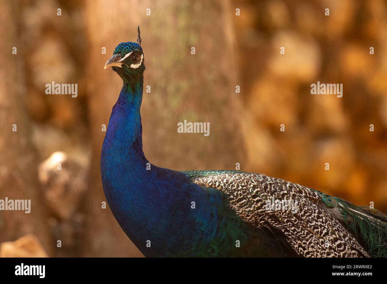 Peacock rooster hi-res stock photography and images - Alamy