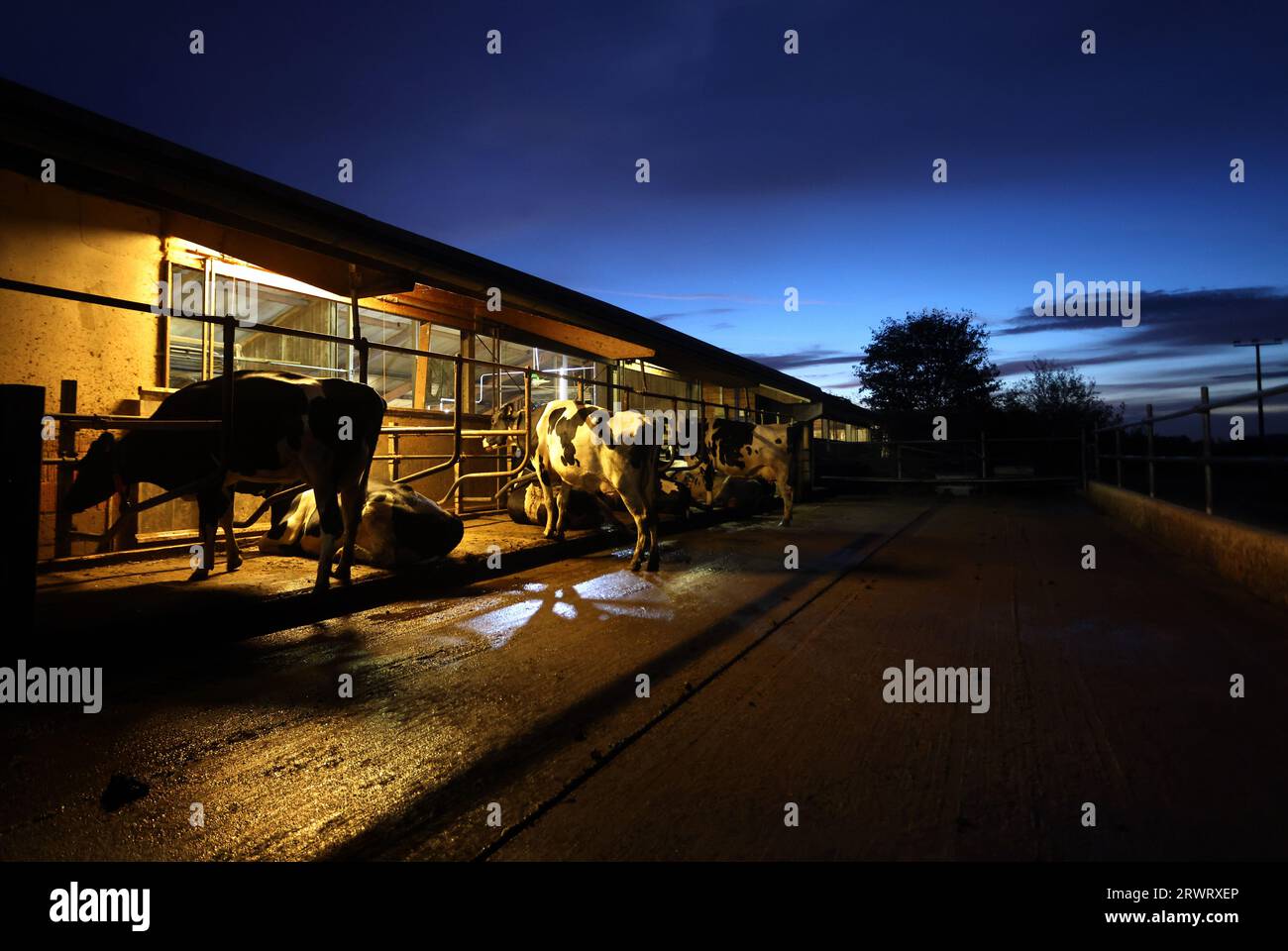 Jengen, Germany. 21st Sep, 2023. Cows standing in the open air of a cow ...