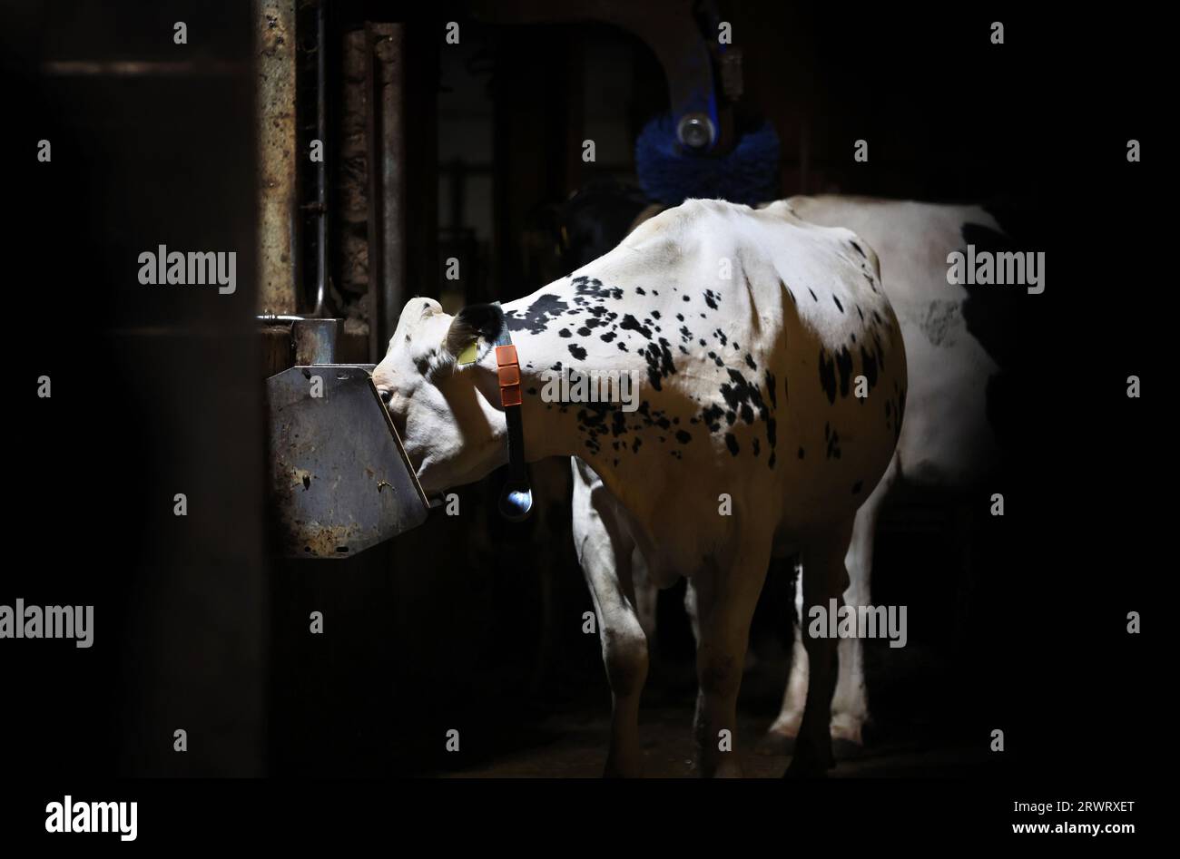 Jengen, Germany. 21st Sep, 2023. A cow eats in a cow shed in the early ...