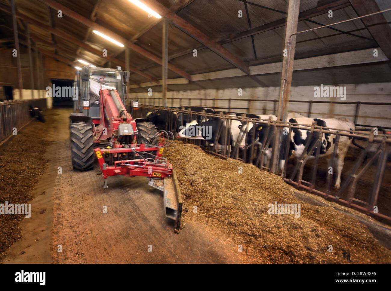 Farmer feeds cows hi-res stock photography and images - Alamy