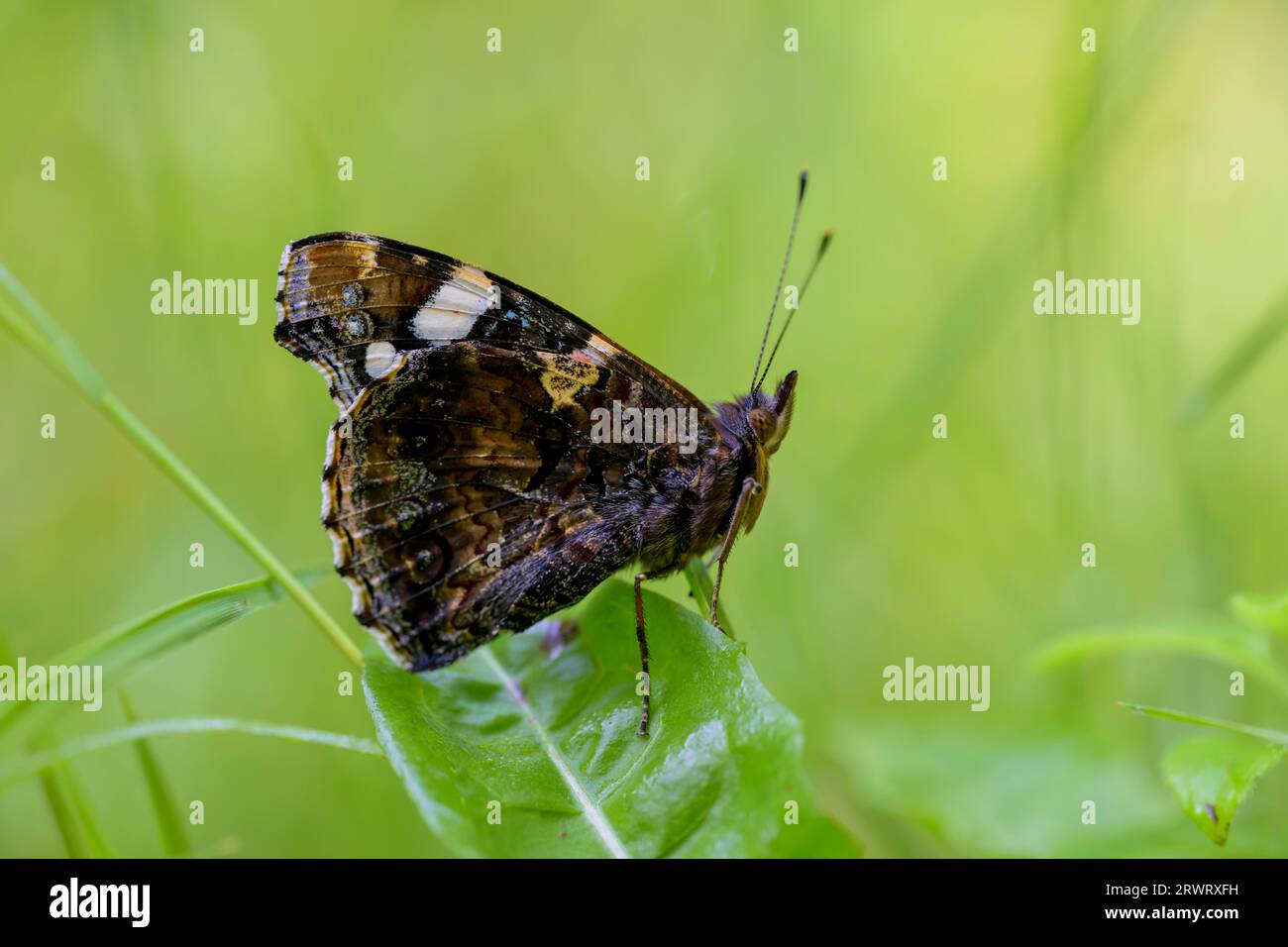 Red admiral wings closed hi-res stock photography and images - Alamy