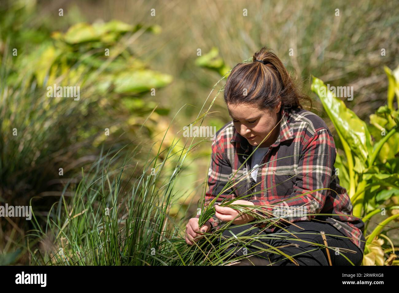female farmer looking at crop health doing agronomy Stock Photo - Alamy