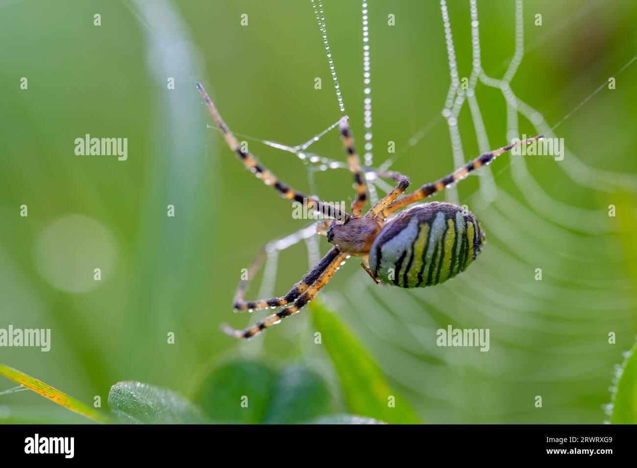 Zebra spider, wasp spider (Argiope bruennichi) in web with dewdrops ...