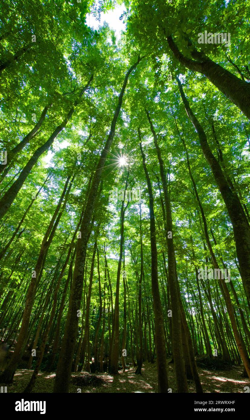 Niigata Bijinrin Forest Stock Photo - Alamy