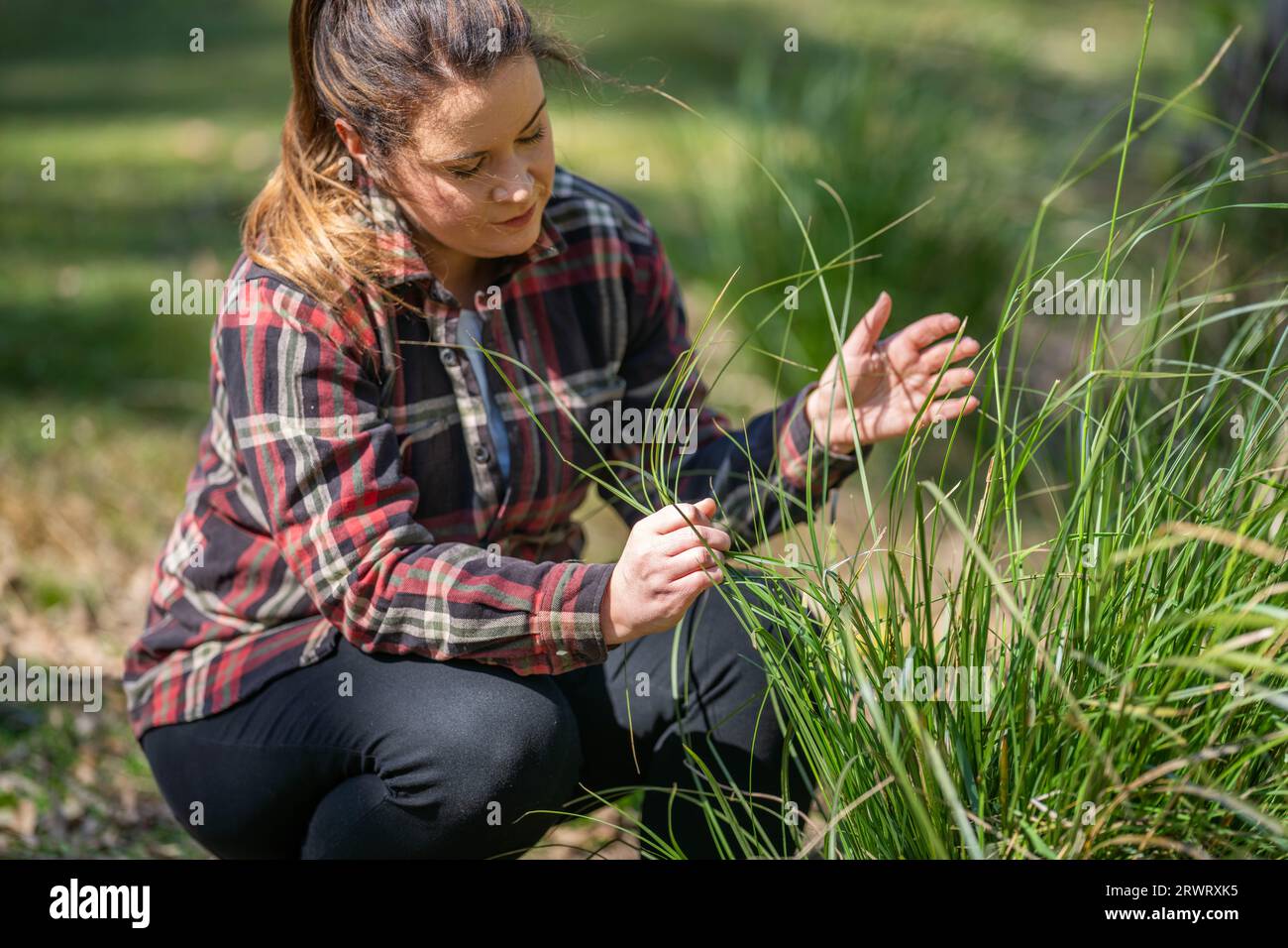 female farmer looking at crop health doing agronomy Stock Photo - Alamy