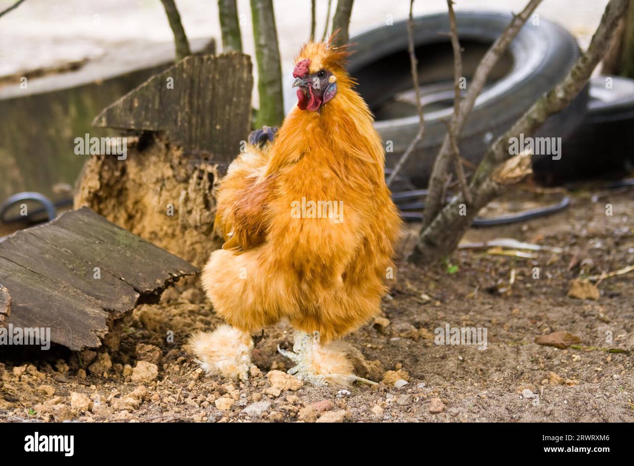 Dwarf Silkie rooster, Silkie rooster Stock Photo - Alamy