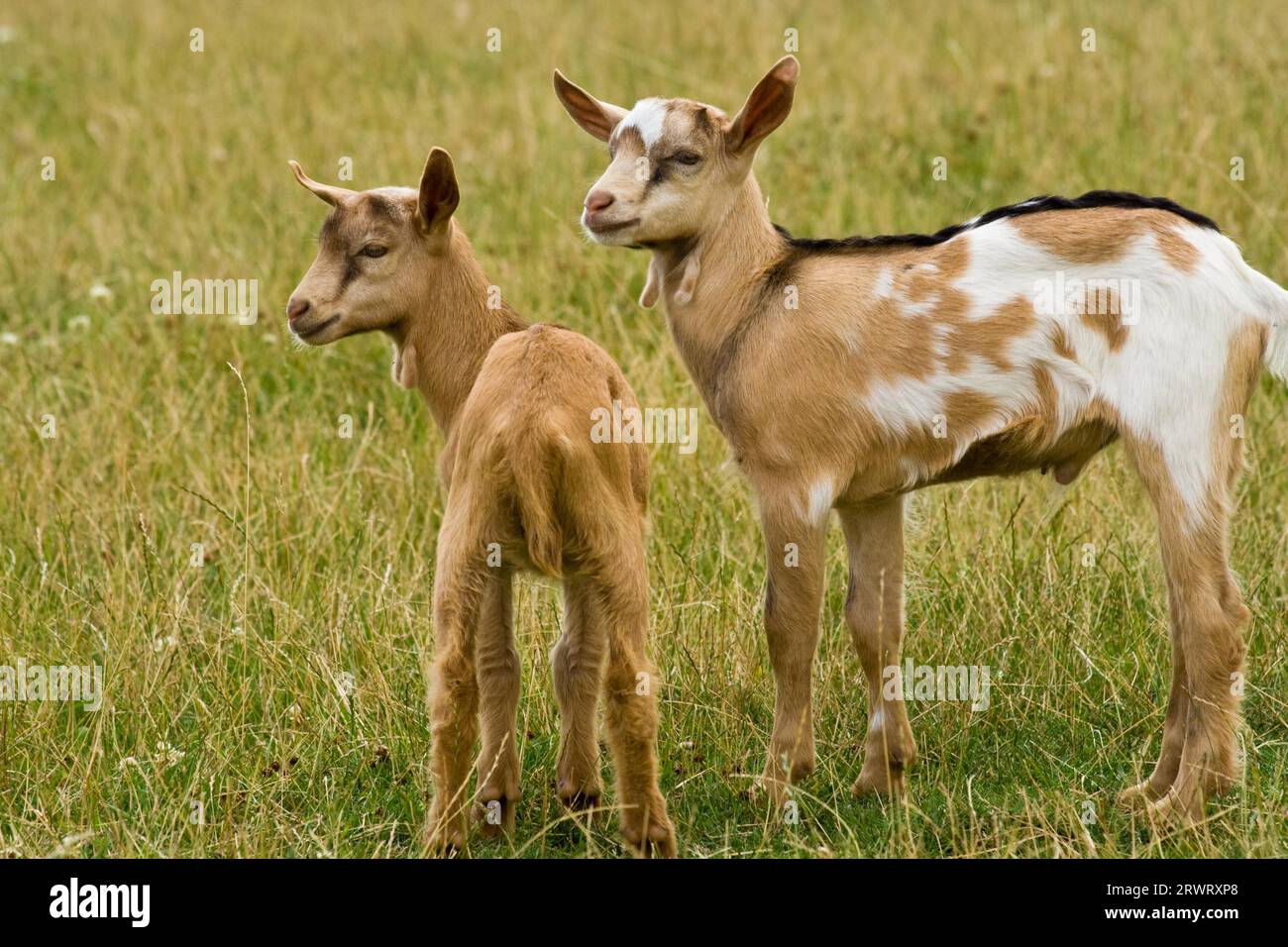 Young goats, young goats Stock Photo - Alamy
