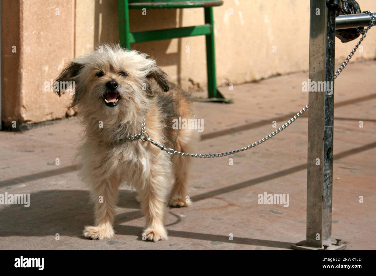 Waiting dog waiting dog Stock Photo - Alamy