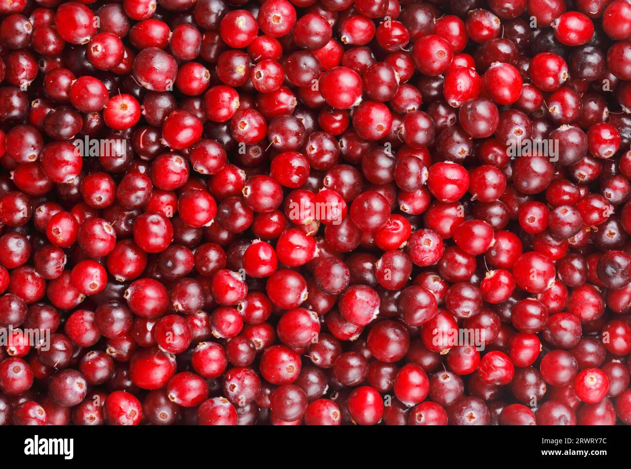 Cranberries background texture hi-res stock photography and images - Alamy