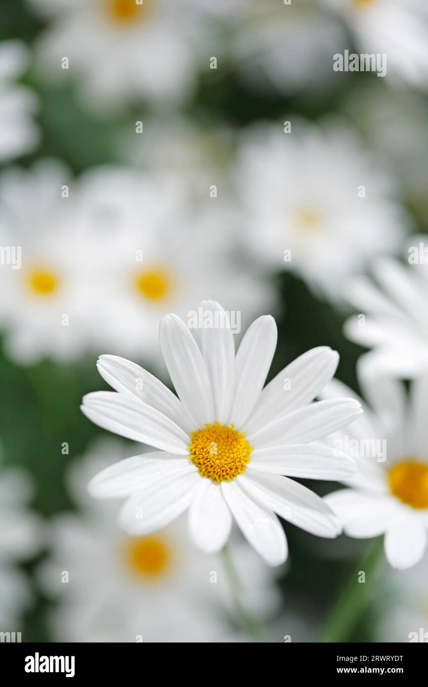 Short depth of field flower hi-res stock photography and images - Alamy