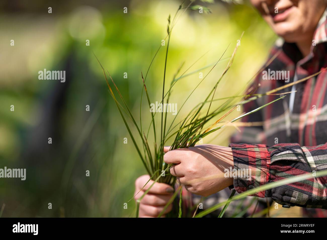 female farmer looking at crop health doing agronomy Stock Photo - Alamy