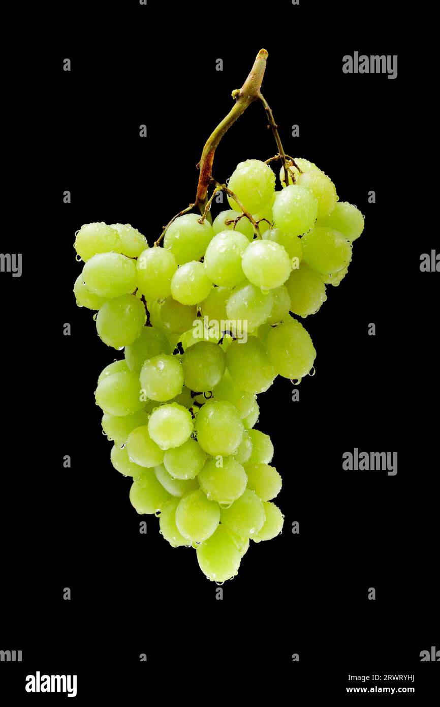 A Cluster of wet green table grapes on black background Stock Photo - Alamy