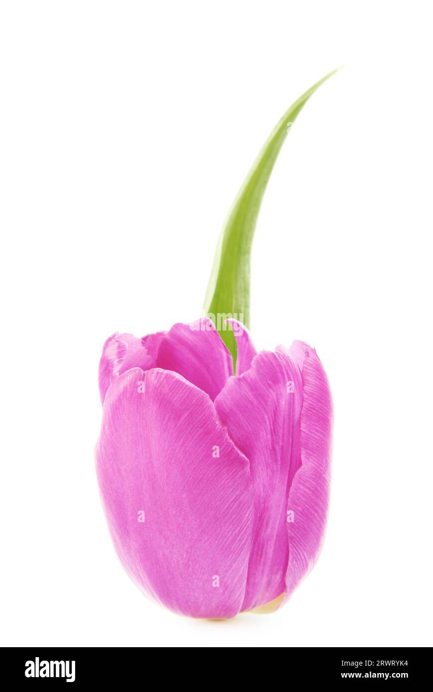 Pink tulip flower head Cut Out Stock Images & Pictures - Alamy