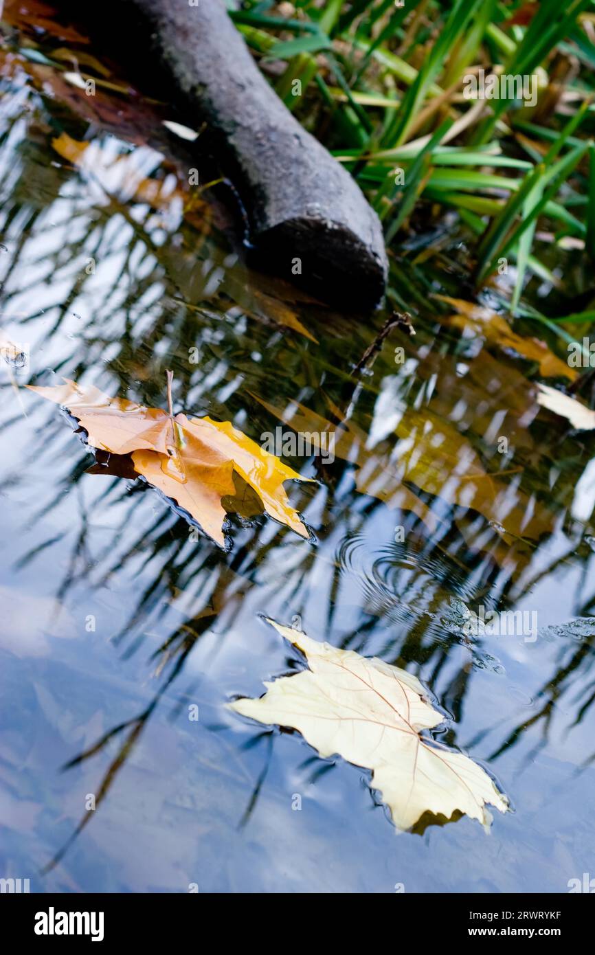 A few leaves on the water Stock Photo - Alamy