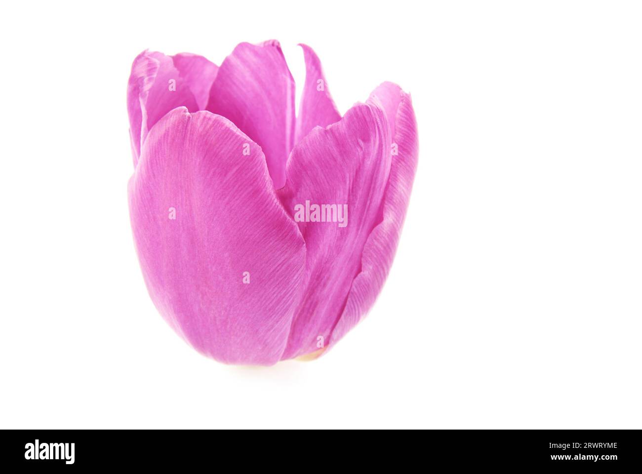 Pink tulip flower head Cut Out Stock Images & Pictures - Alamy