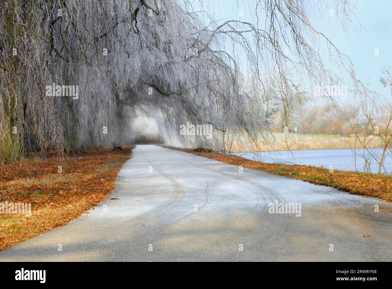 Weeping willows (Salix babylonica) (salix) in winter alba, weeping ...