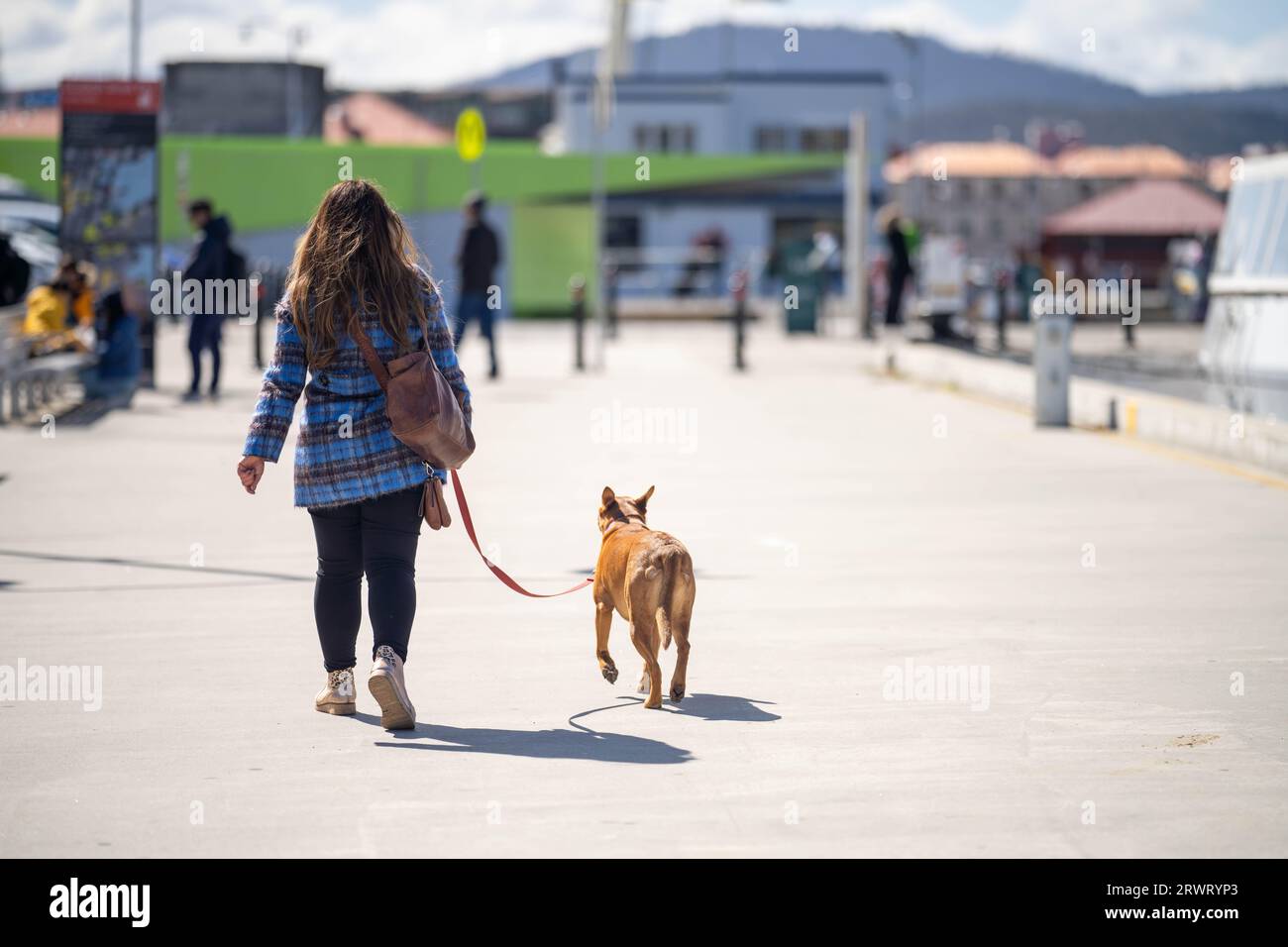 Dog on wharf hi-res stock photography and images - Alamy