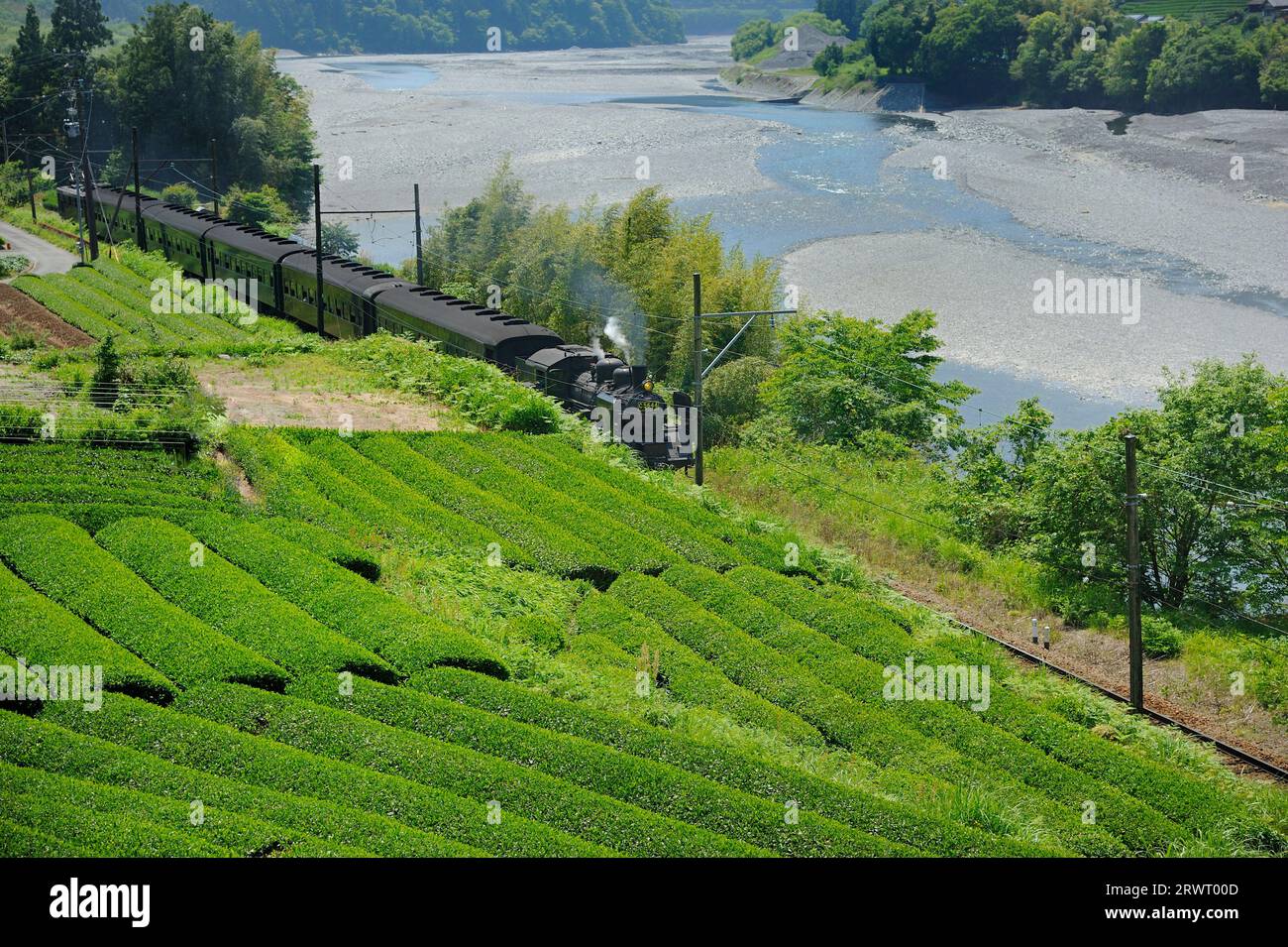 Oigawa Railway SL and tea plantation Stock Photo - Alamy