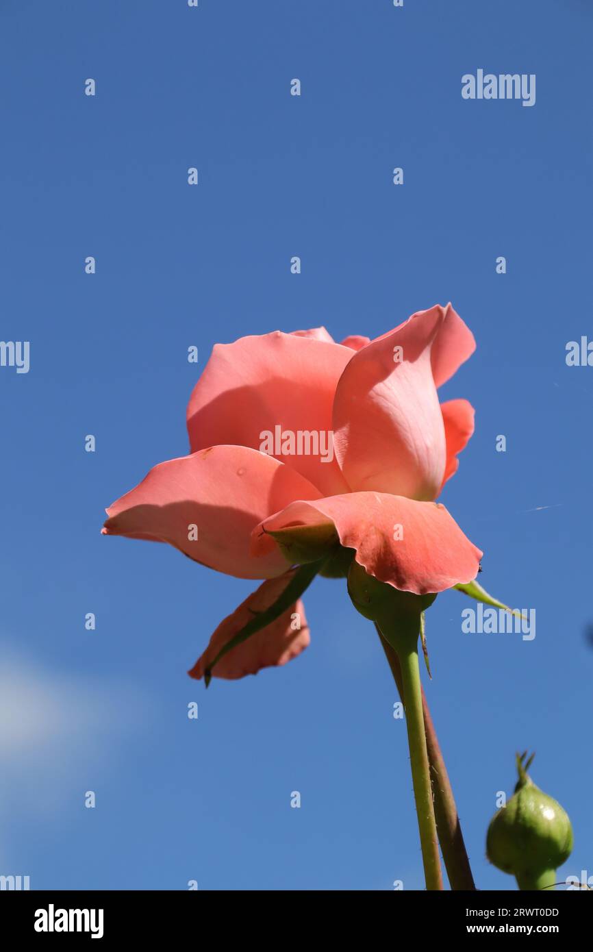 Saison été hi-res stock photography and images - Alamy