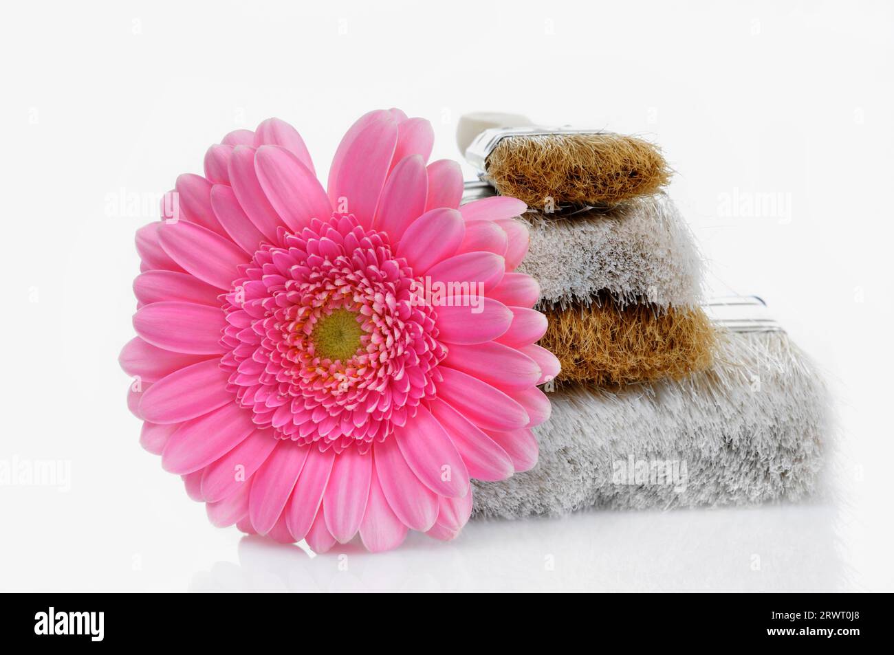 Daisy brush hi-res stock photography and images - Alamy