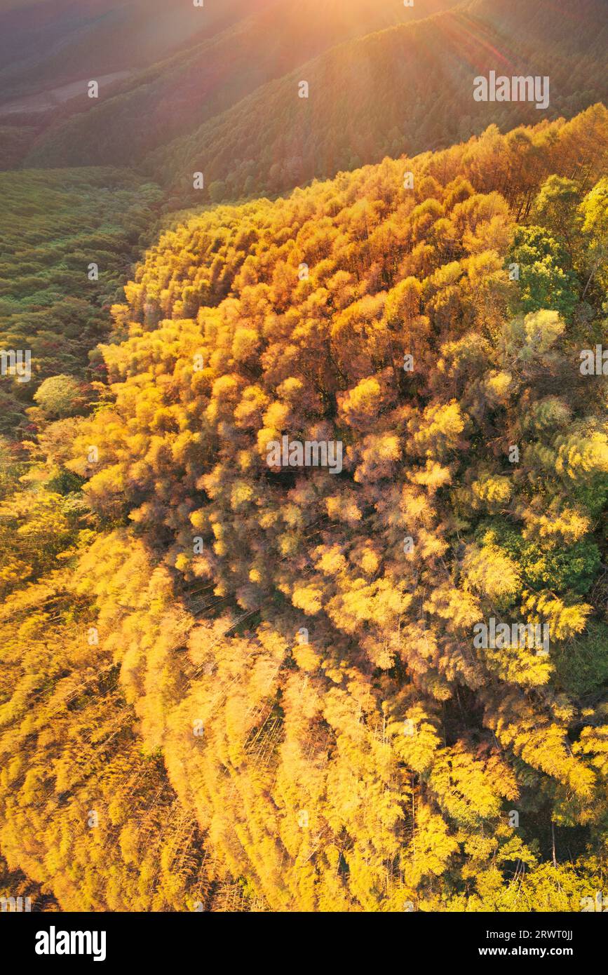 Overhead view forest trees in hi-res stock photography and images - Alamy