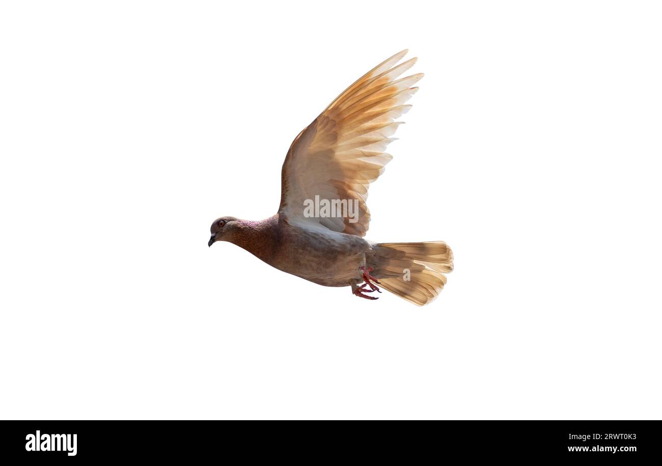 A rock pigeon spreads its wings in the air. Movement scene of rock ...