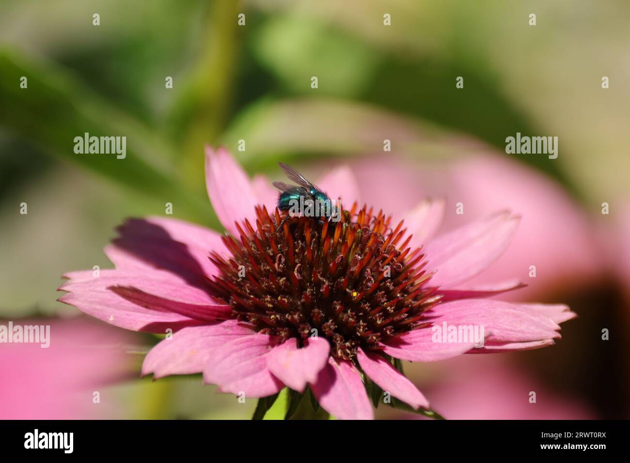 Macro lucilia sp hi-res stock photography and images - Alamy