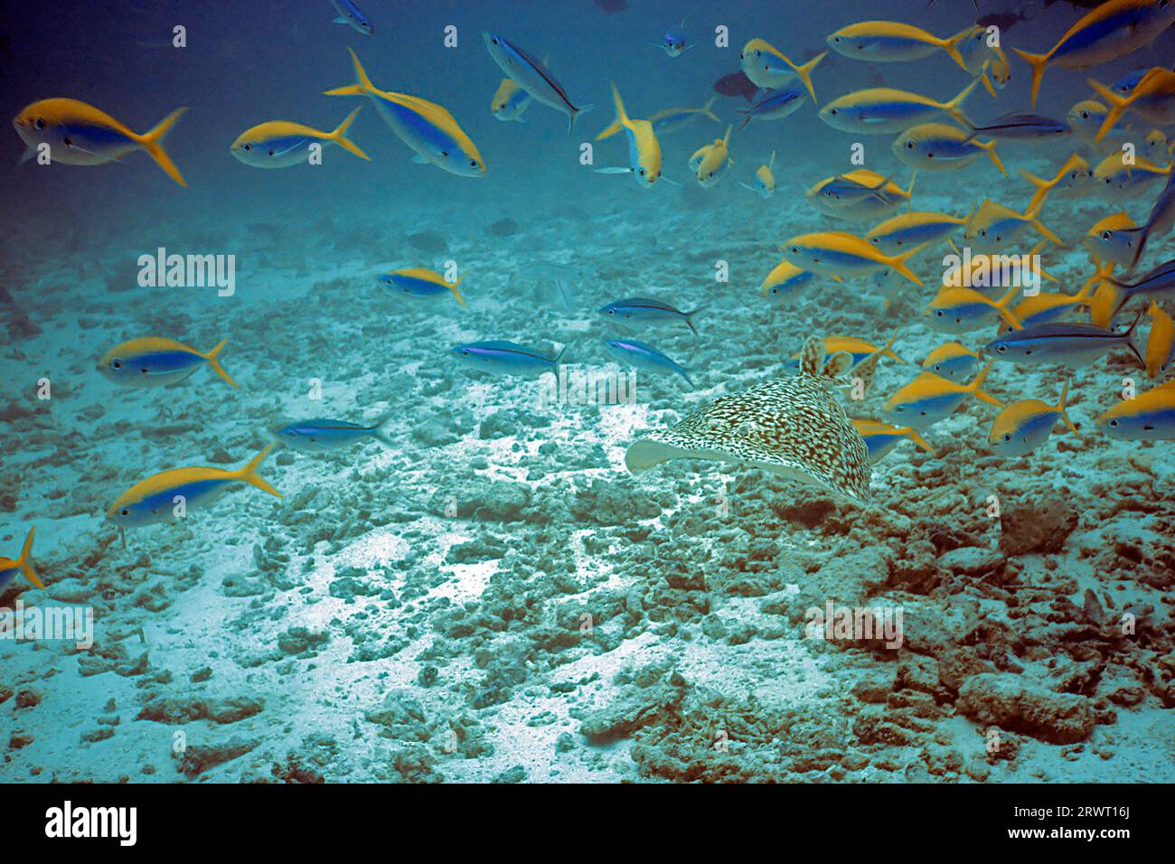 Spotted tremor ray among fusiliers, Maldives Stock Photo - Alamy