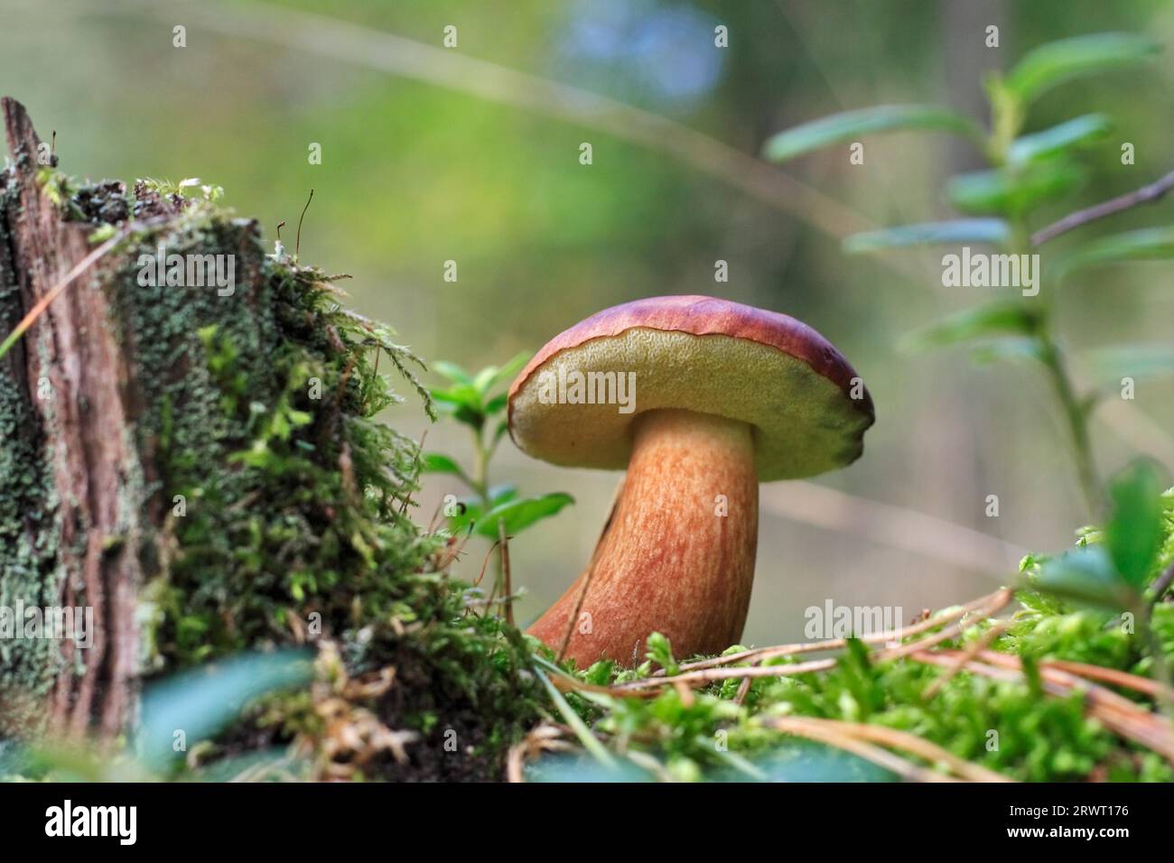 Maronenroehrling, Marone, Boletus (Boletaceae) badius Stock Photo - Alamy